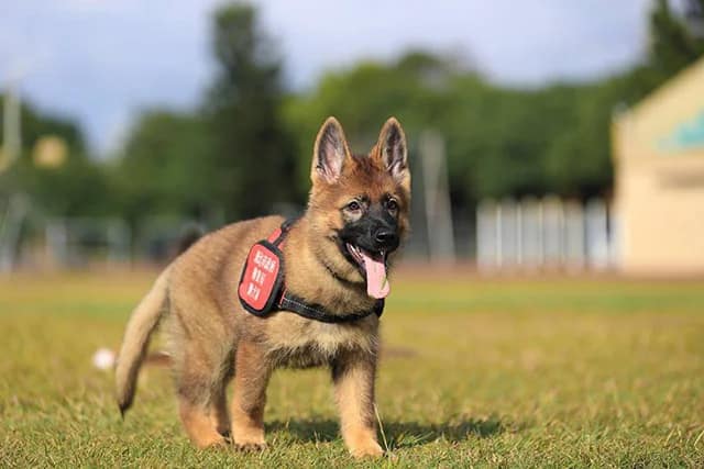 HOME - NEXT GENERATION K9 TWG GROUP LLC